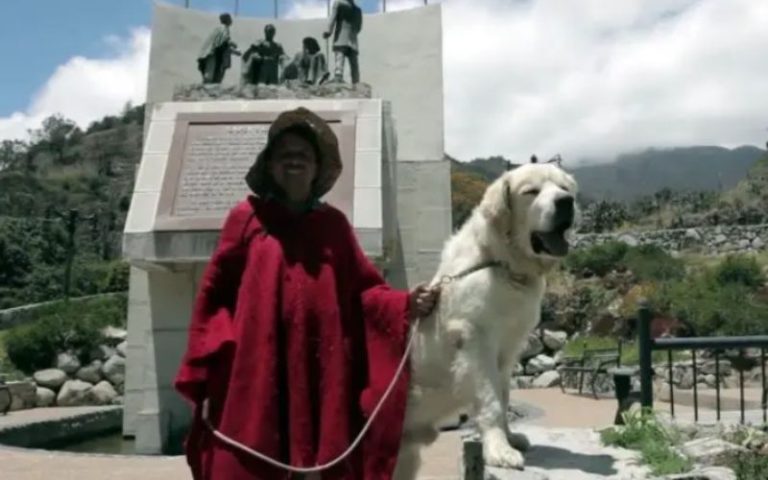 Mucuchíes, la única raza pura de perros de Venezuela